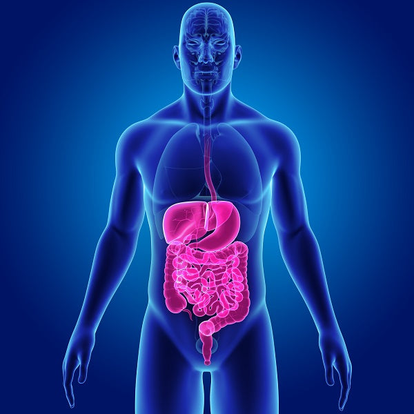 Gut Health & Digestion Support – QuantumBioNutrients